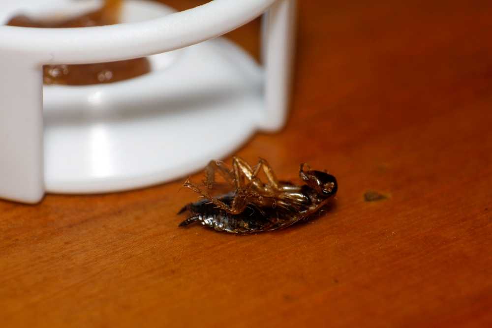 How to Get Rid of German Cockroaches: Easy, Effective Tips